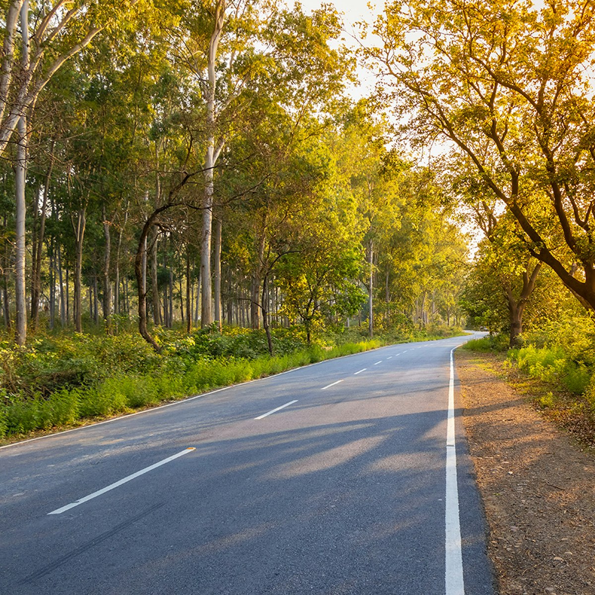 What is a Noble Tree | Noble Tree Foundation